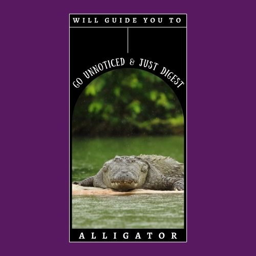 Animal Guide Oracle Cards